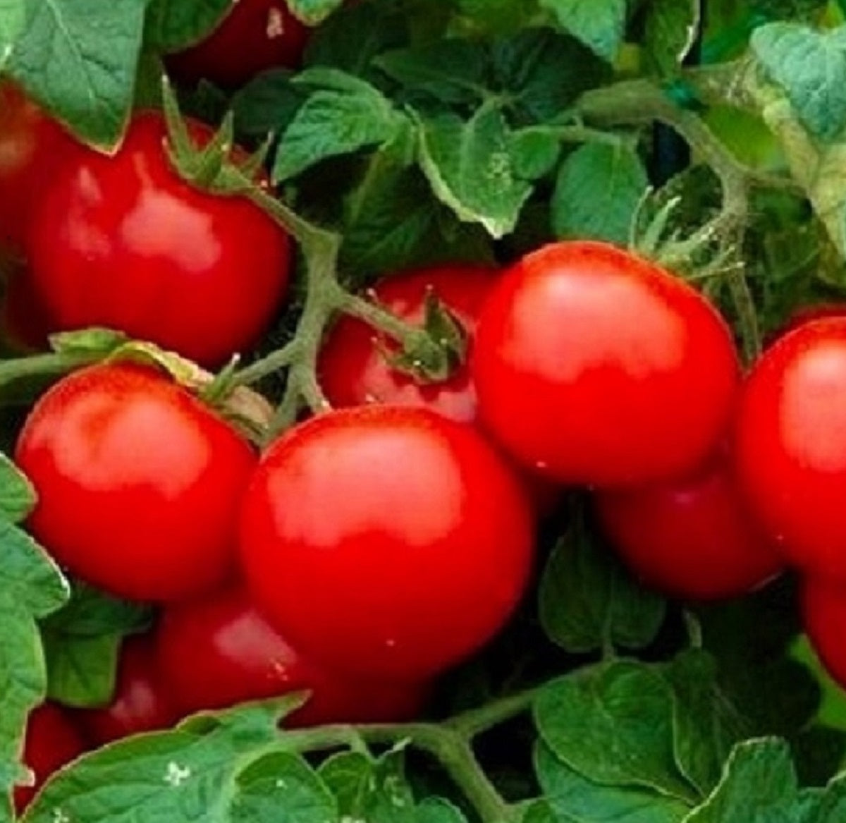 Vegetable Seeds – Instant Latch