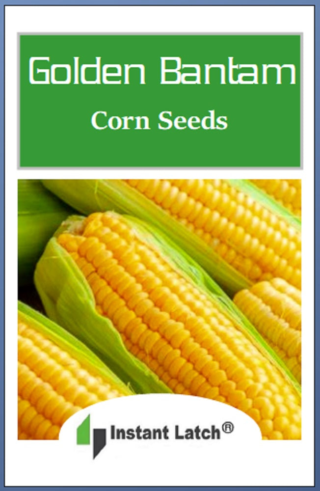 Golden Bantam Corn Seeds | Non-GMO | Heirloom | Fresh Garden Seeds ...