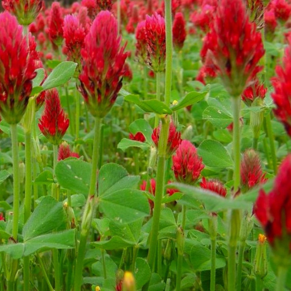 Crimson Clover Cover Crop Seeds | NON-GMO | Heirloom | Fresh Garden Se ...