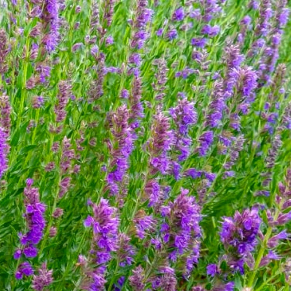 Hyssop Seeds | NON-GMO | Heirloom | Fresh Flower Seeds – Instant Latch