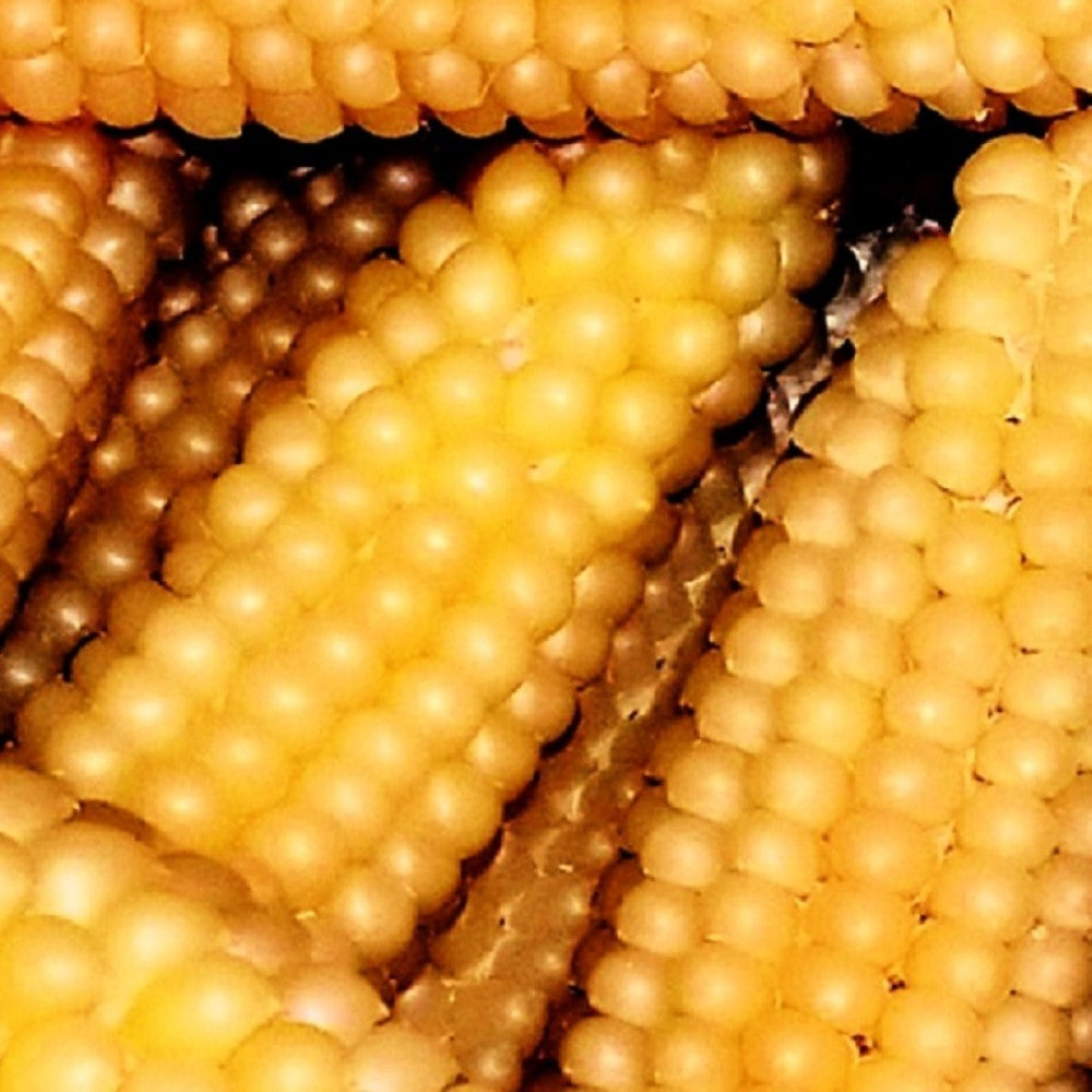 Popcorn Japanese Hullness Corn Seeds | Heirloom | Fresh Garden Seeds ...