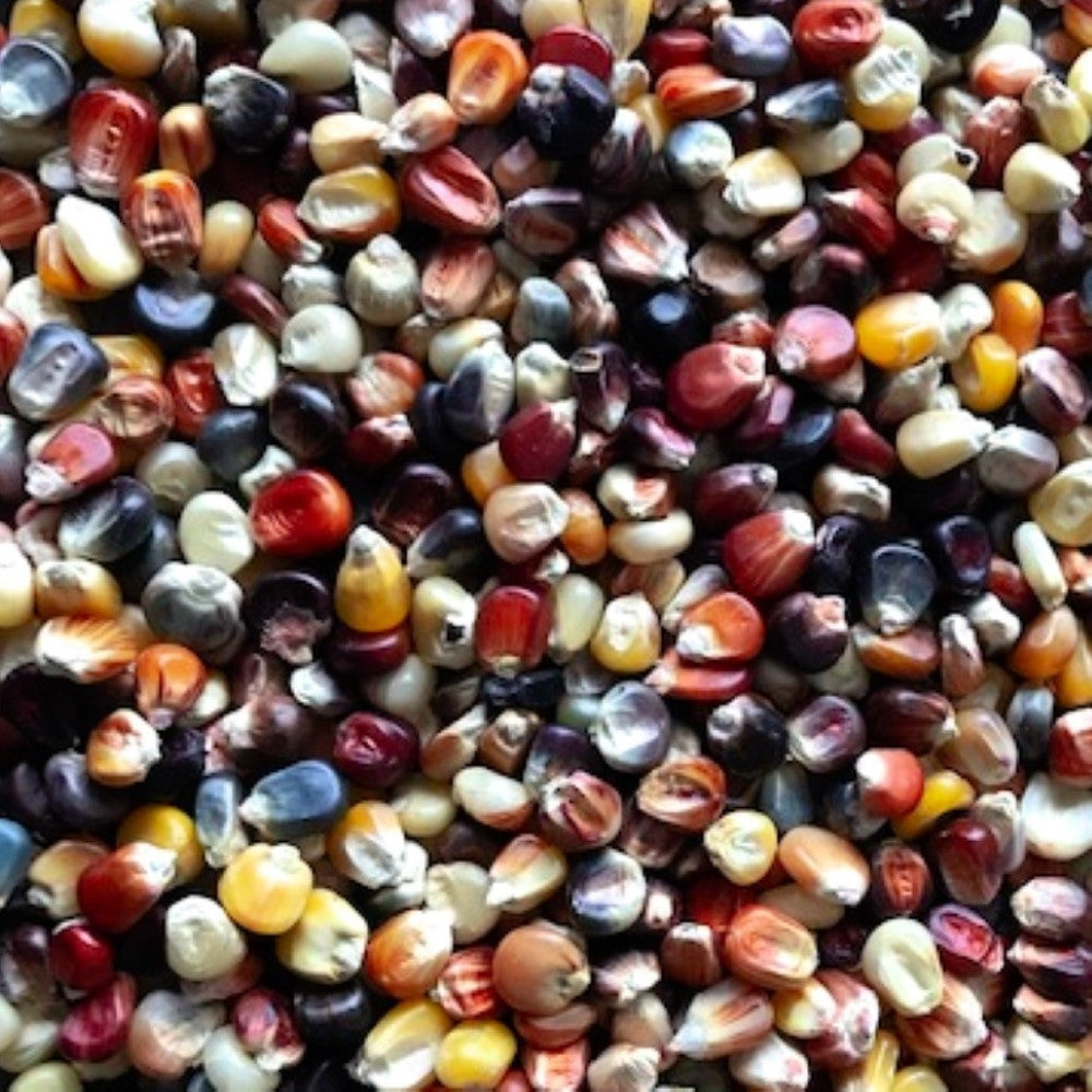 Indian Corn Heirloom Seeds